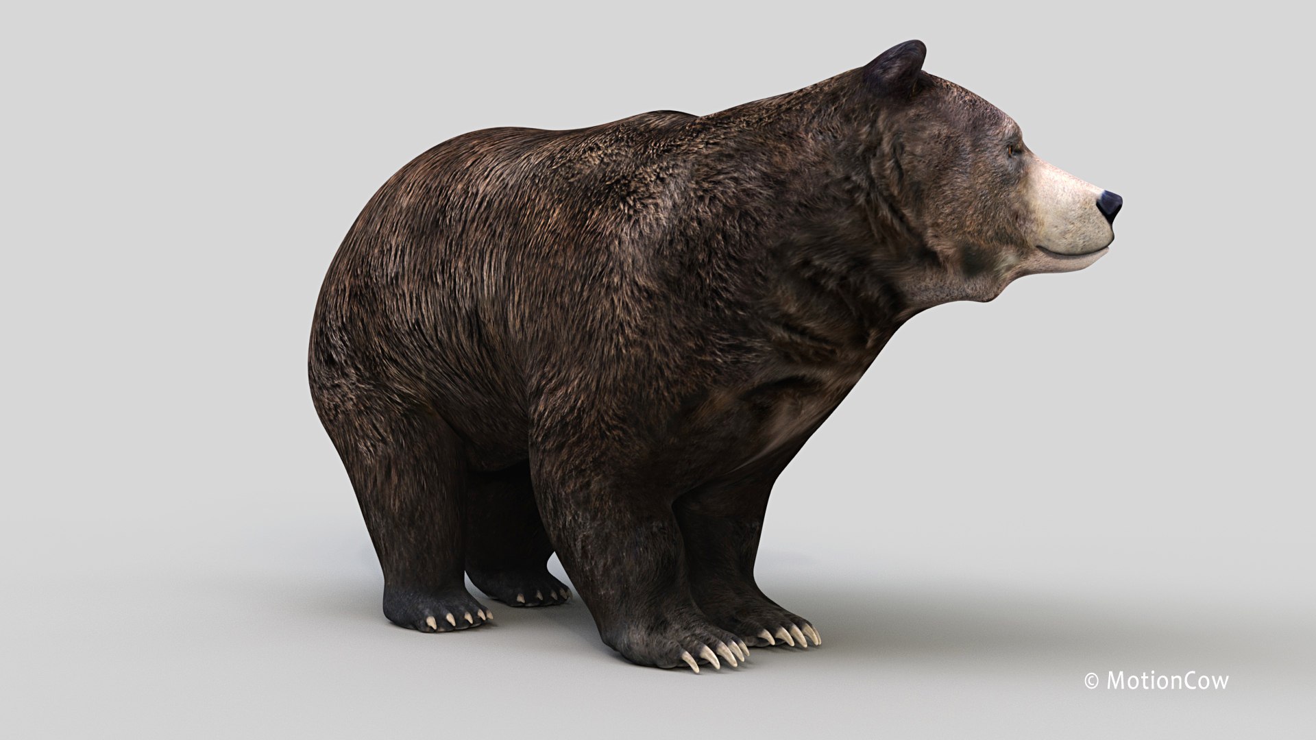 3D Model Realistic Brown - TurboSquid 1455216