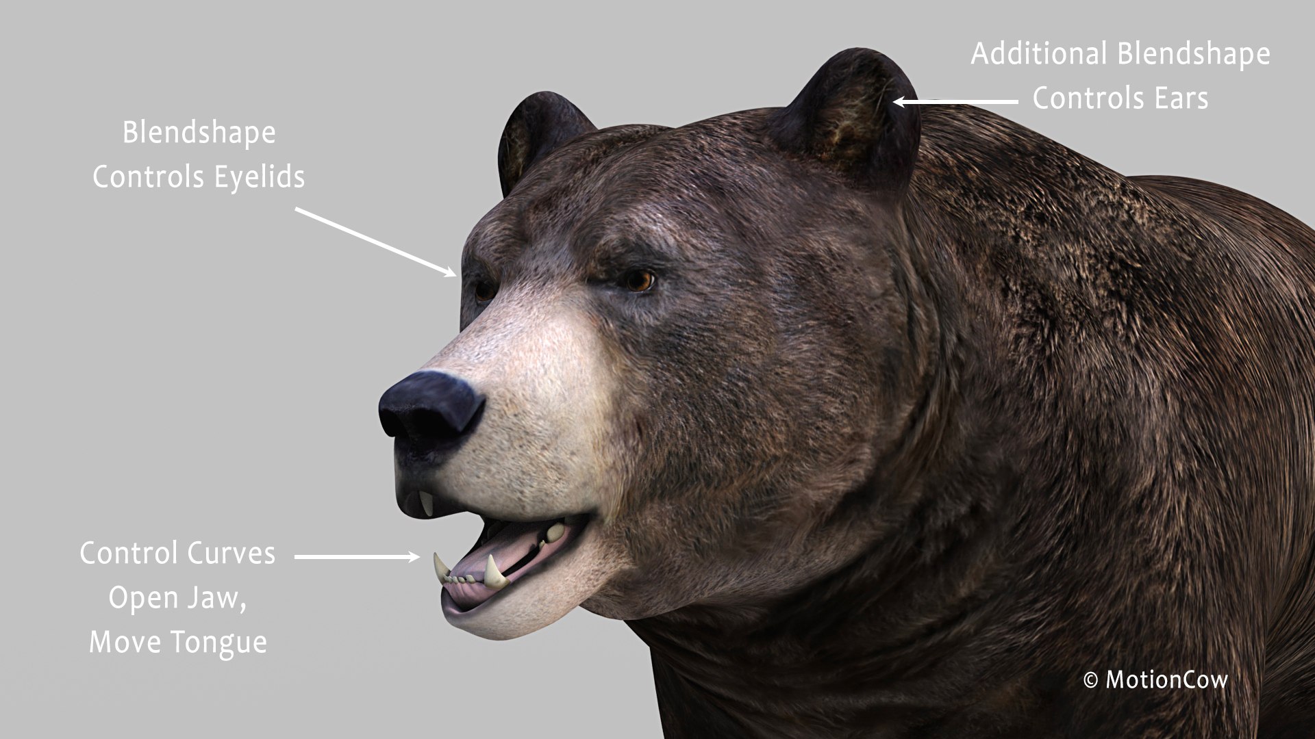 3D Model Realistic Brown - TurboSquid 1455216