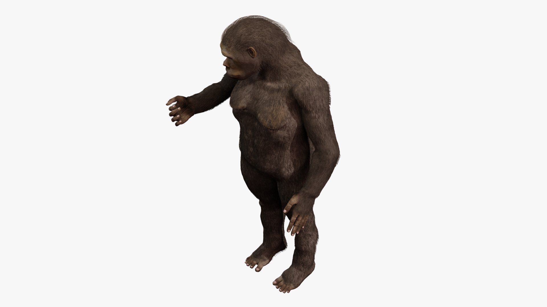 3D Australopithecus Lucy - TurboSquid 1879361