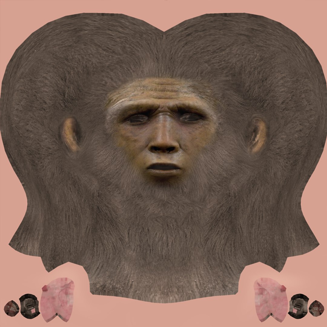 3D Australopithecus Lucy - TurboSquid 1879361