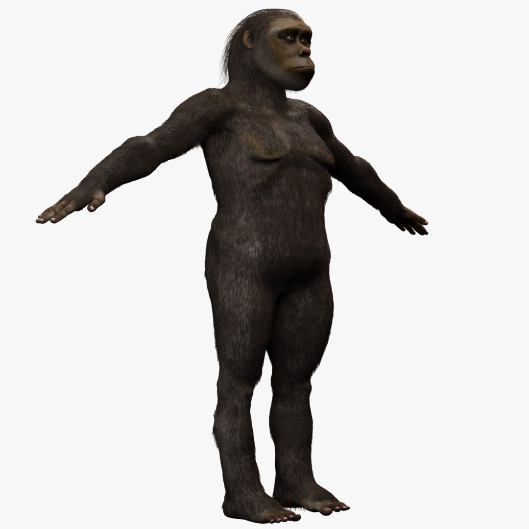 3D Australopithecus Lucy - TurboSquid 1879361