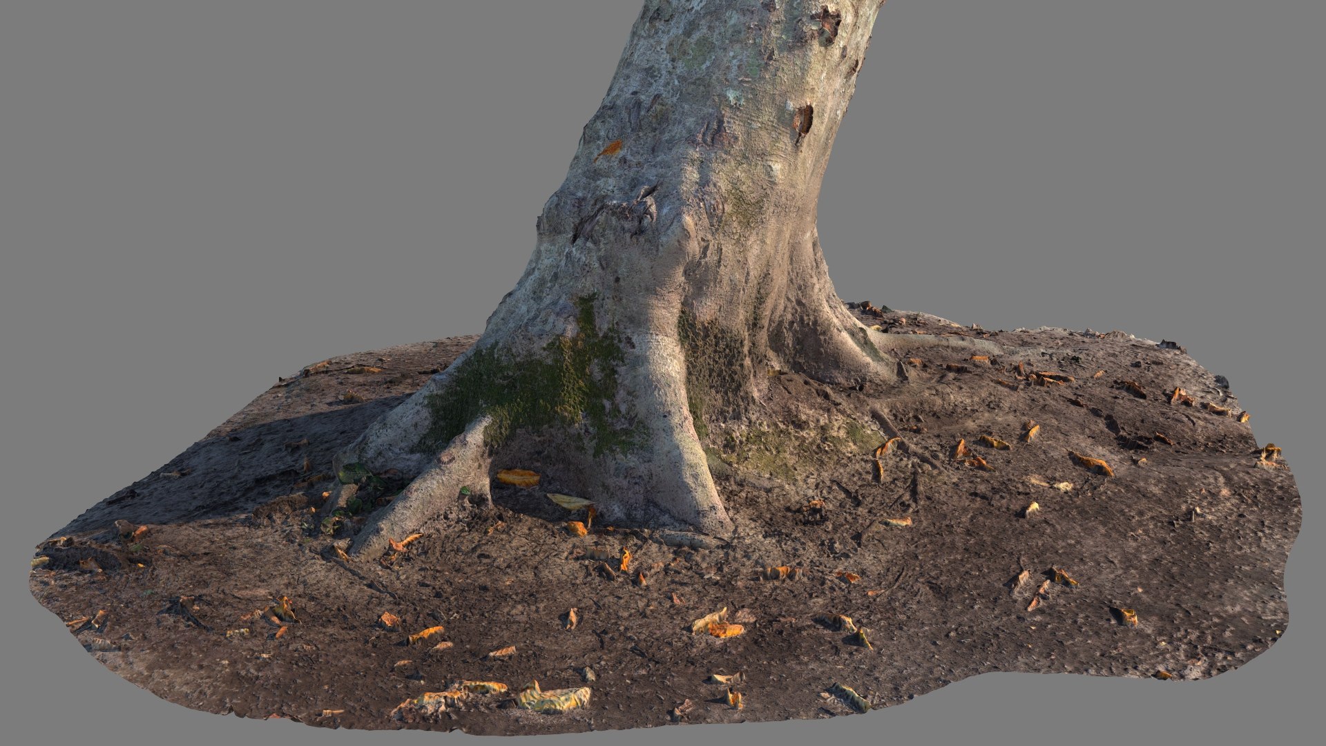 3D Scanned Forest Tree Trunk 07 - TurboSquid 2169861
