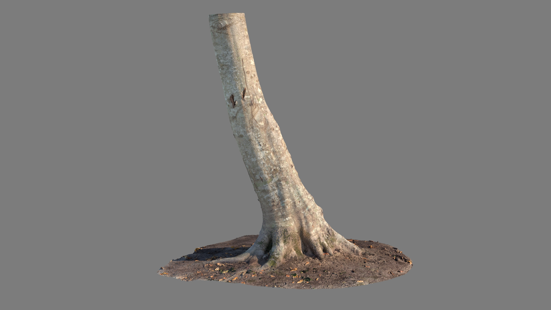 3D Scanned Forest Tree Trunk 07 - TurboSquid 2169861