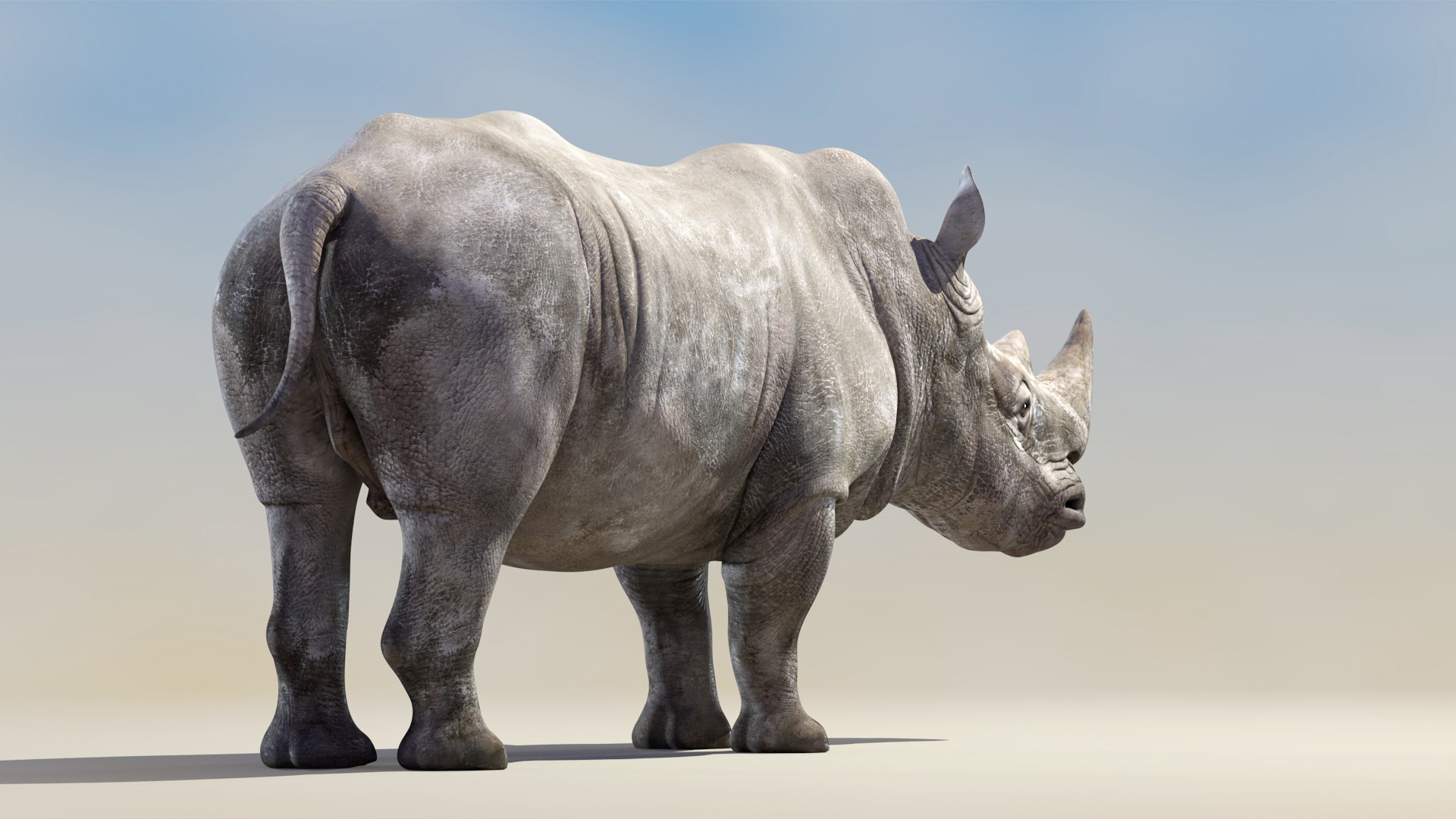 Big White Rhino Rigged 3D model - TurboSquid 1737350