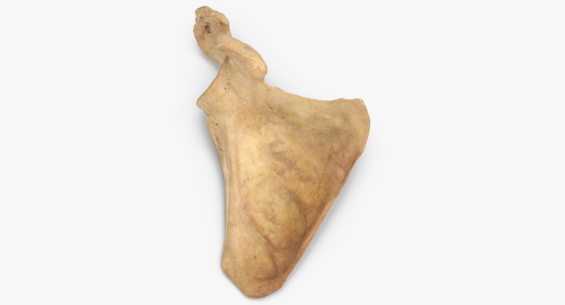 Human Scapula Bone And Humerus Bone Collection Yellow - 2 Models 3D ...