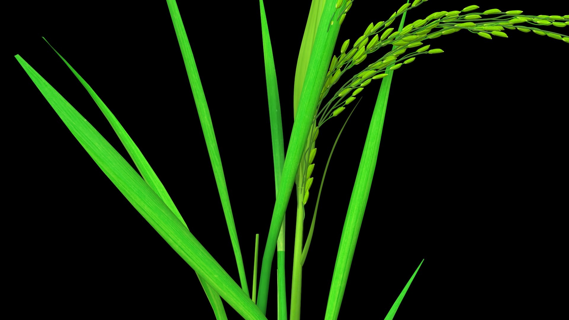 PADDY PLANT FLOWER FINAL 3D - TurboSquid 1837669