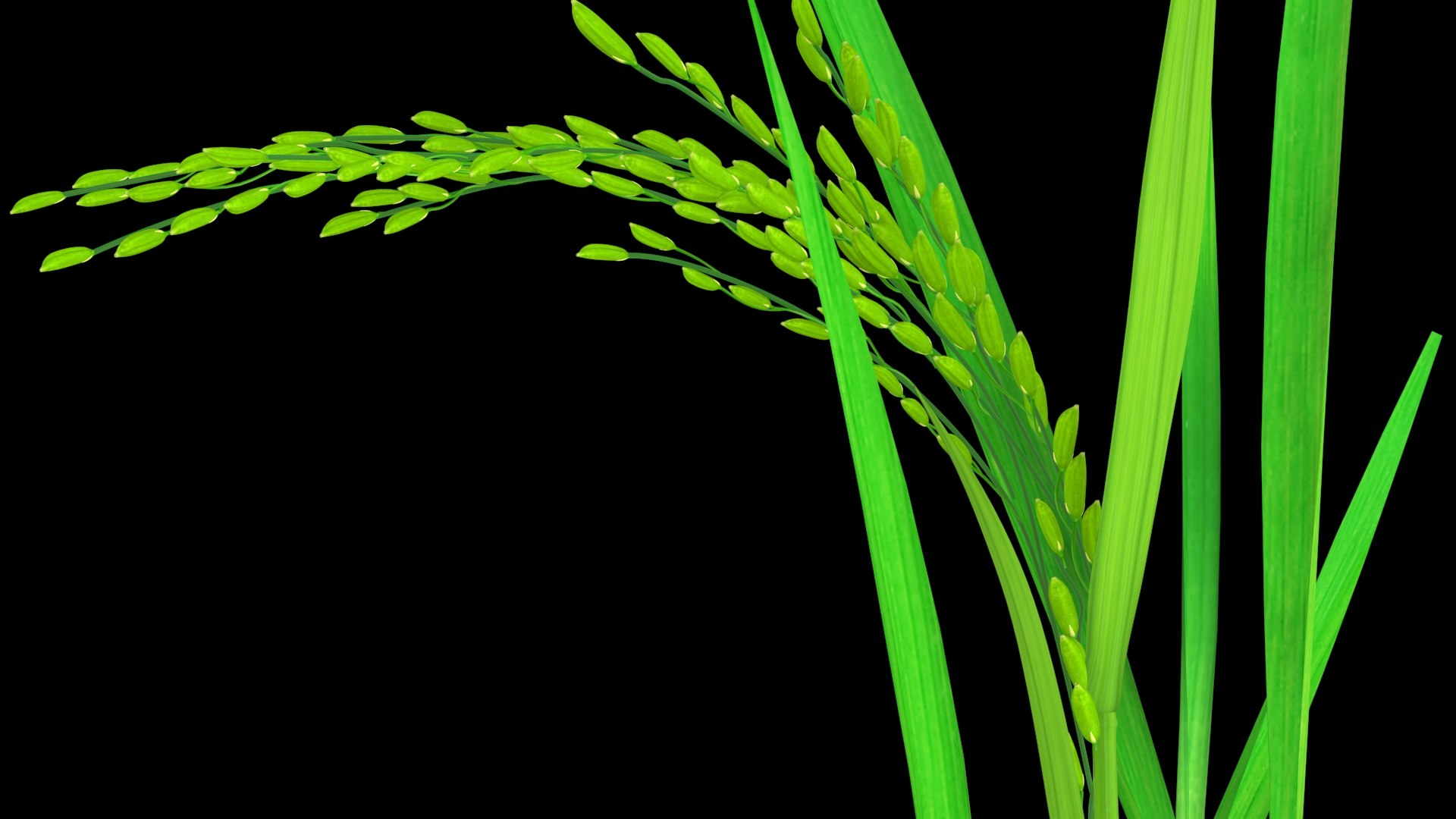 PADDY PLANT FLOWER FINAL 3D - TurboSquid 1837669
