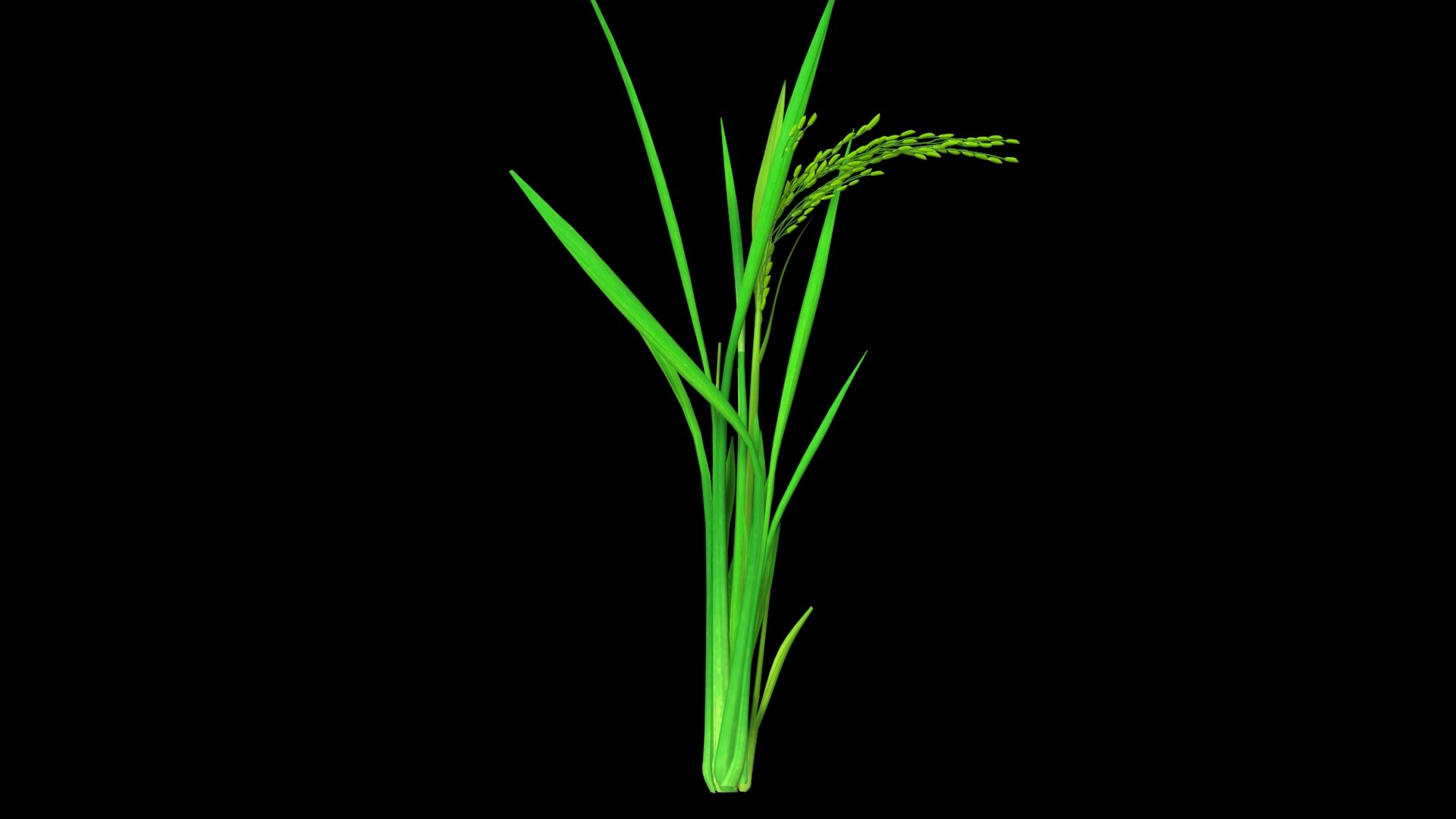 PADDY PLANT FLOWER FINAL 3D - TurboSquid 1837669