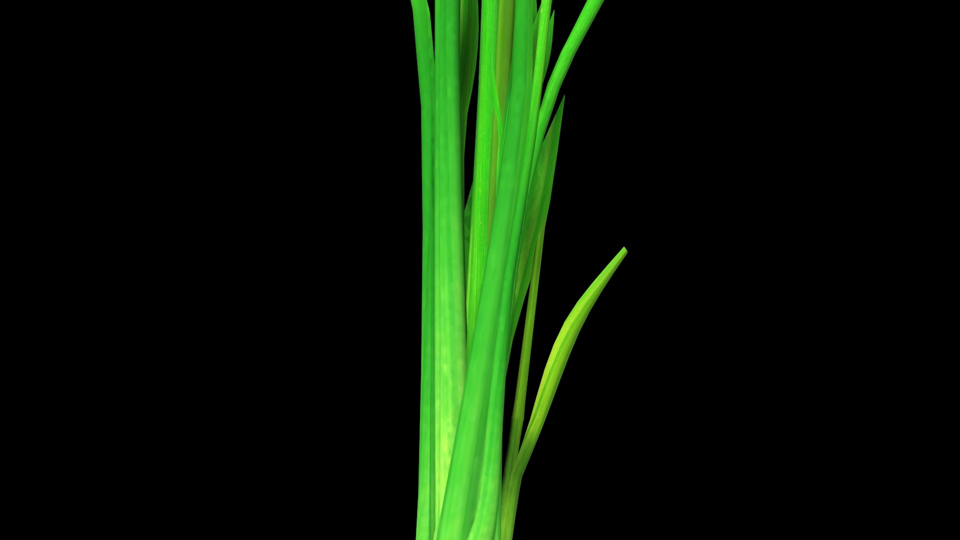 PADDY PLANT FLOWER FINAL 3D - TurboSquid 1837669