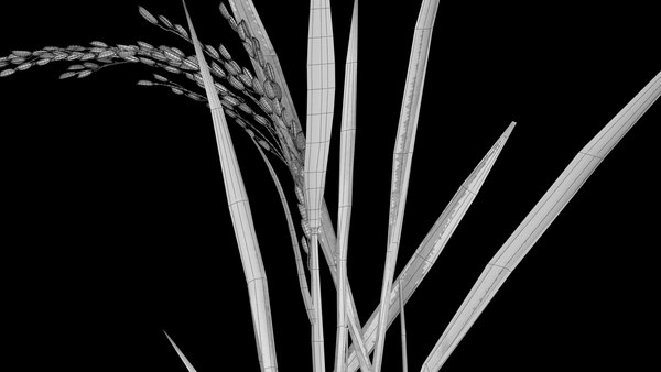 PADDY PLANT FLOWER FINAL 3D - TurboSquid 1837669