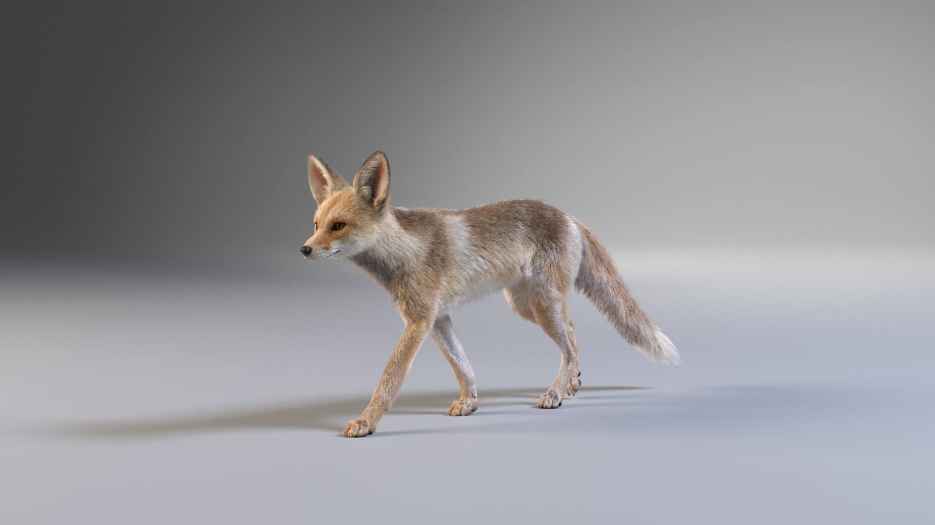 3D Animal - Arabian Red Fox Blender Asset 3D - TurboSquid 2174987