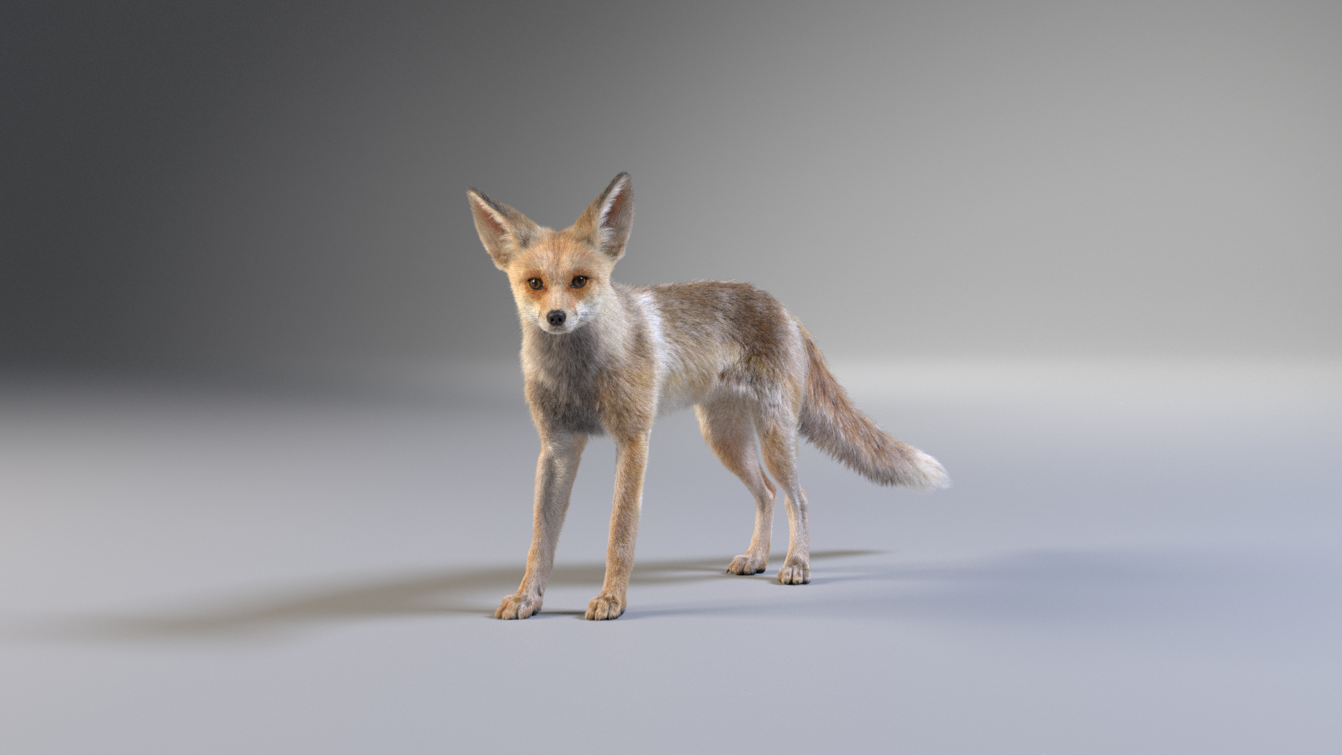 3D Animal - Arabian Red Fox Blender Asset 3D - TurboSquid 2174987