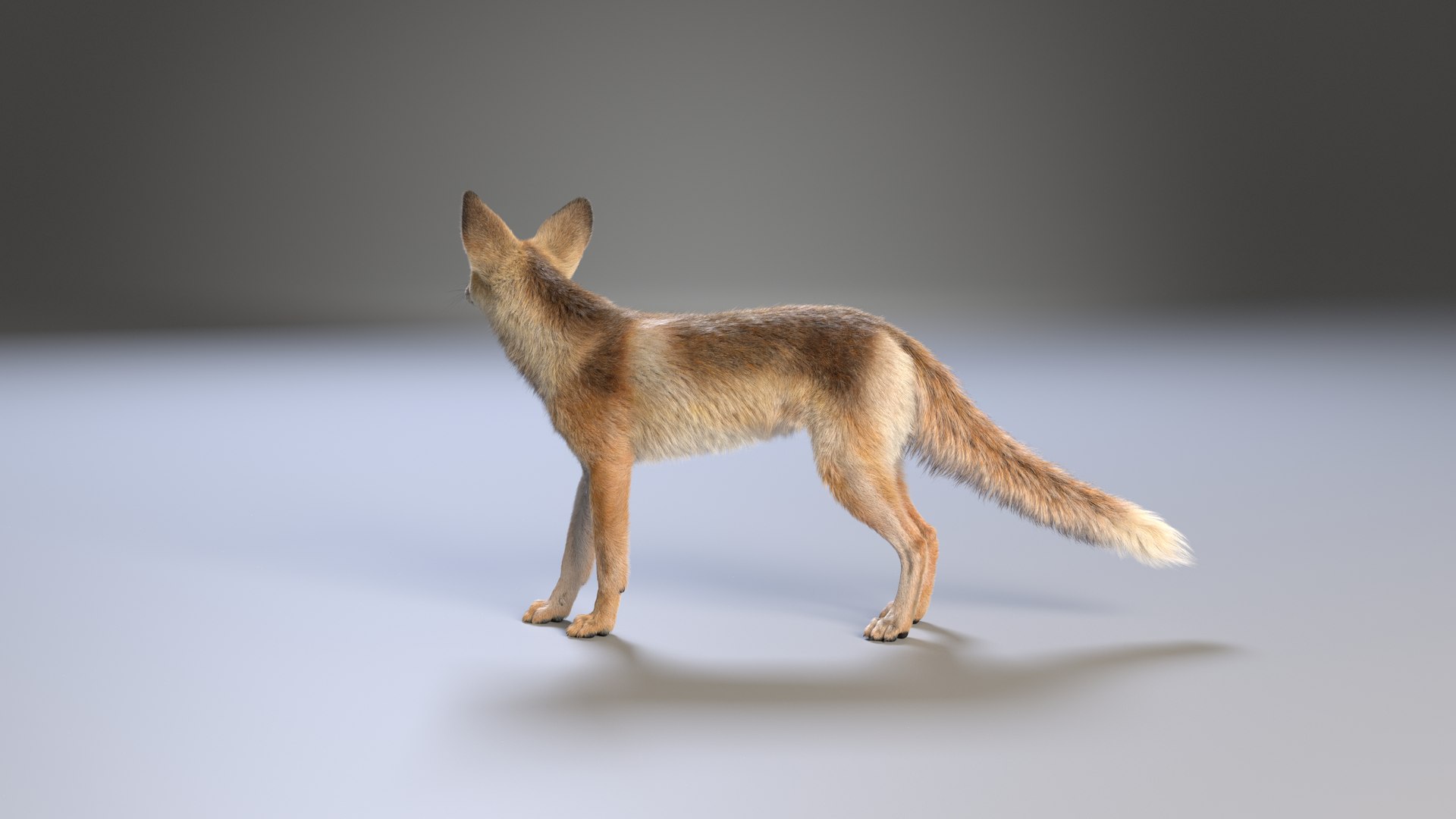 3D Animal - Arabian Red Fox Blender Asset 3D - TurboSquid 2174987