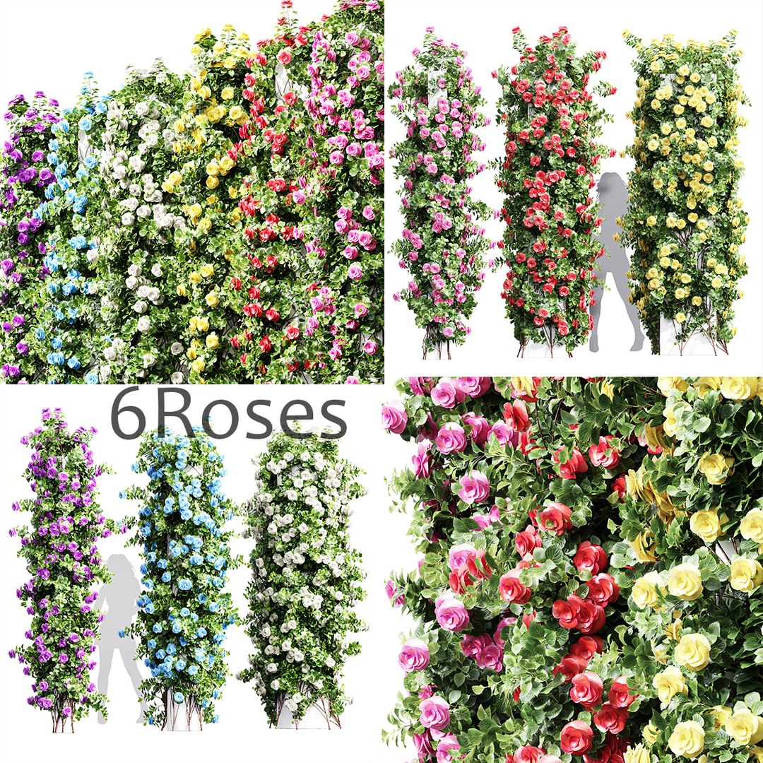 6 Different Climbing Roses 3D Model - TurboSquid 1915321