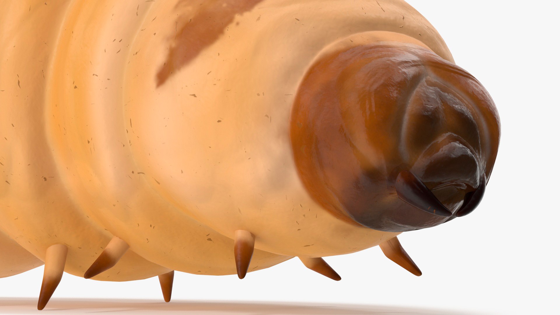Maggot Fly Rigged For Maya 3D Model - TurboSquid 2180195