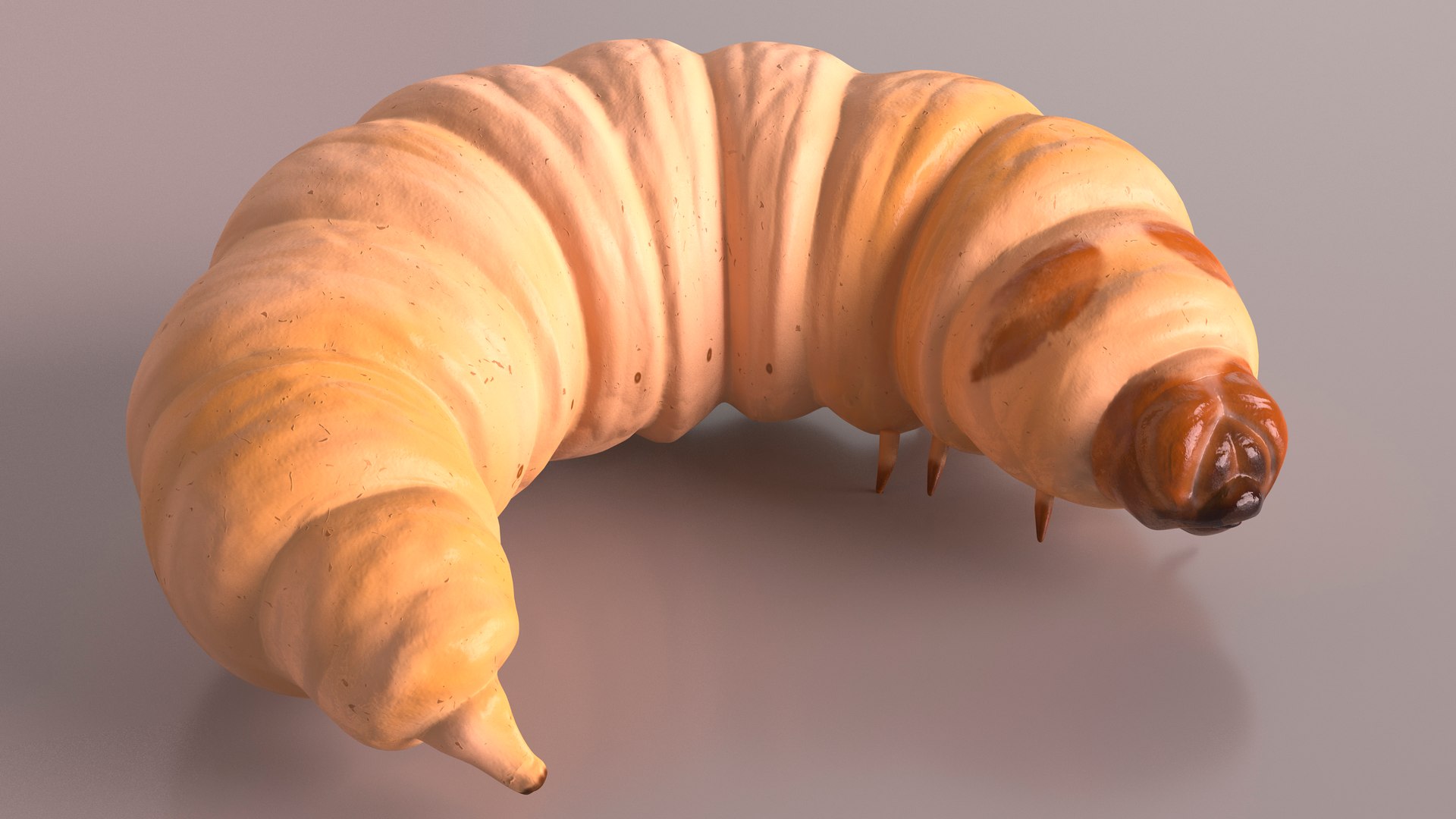 Maggot Fly Rigged For Maya 3D Model - TurboSquid 2180195