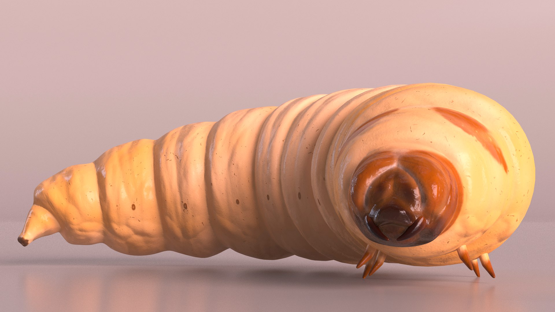 Maggot Fly Rigged For Maya 3D Model - TurboSquid 2180195