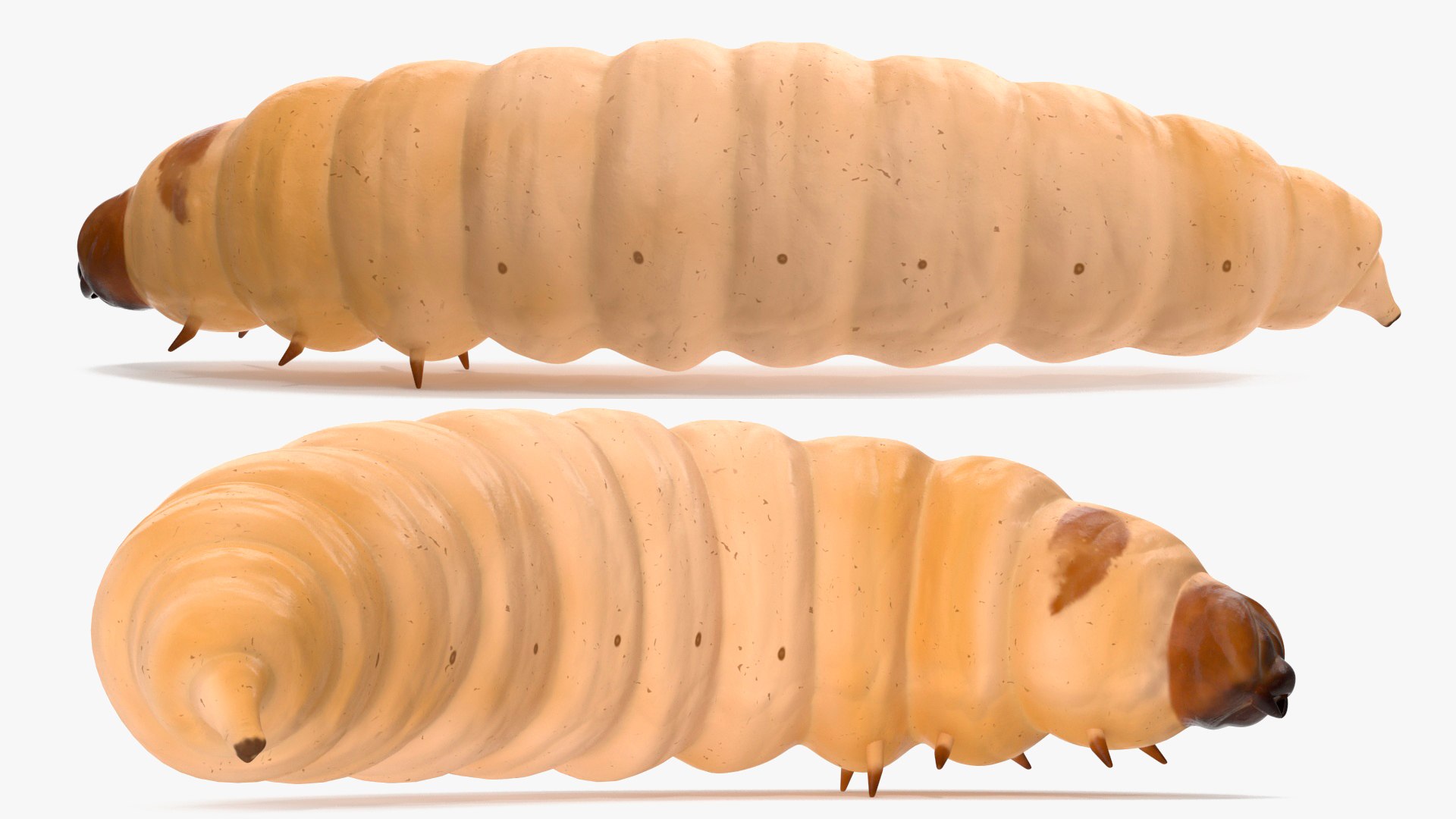 Maggot Fly Rigged For Maya 3D Model - TurboSquid 2180195