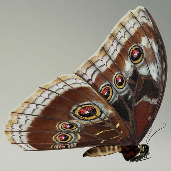 3d model of blue morpho butterfly rigged