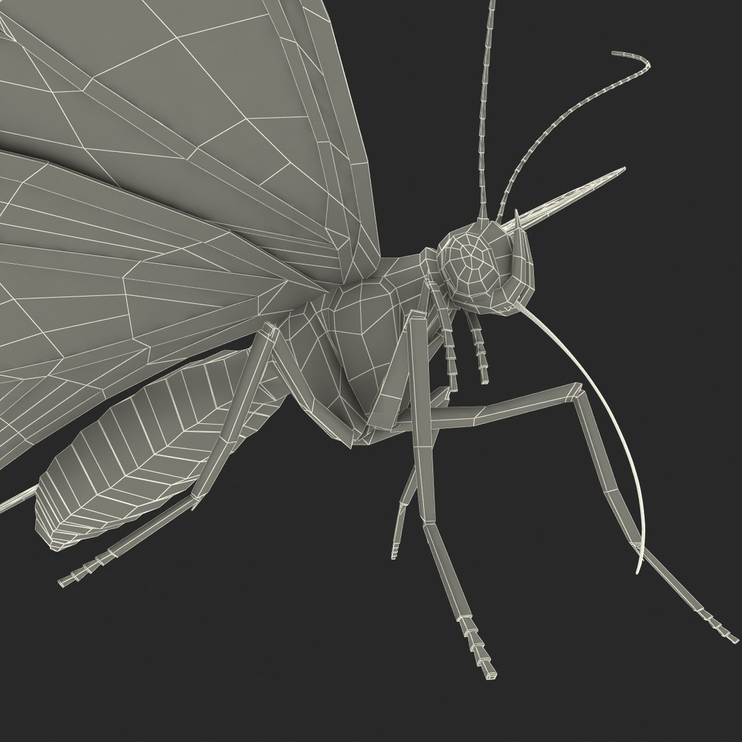 3d model of blue morpho butterfly rigged