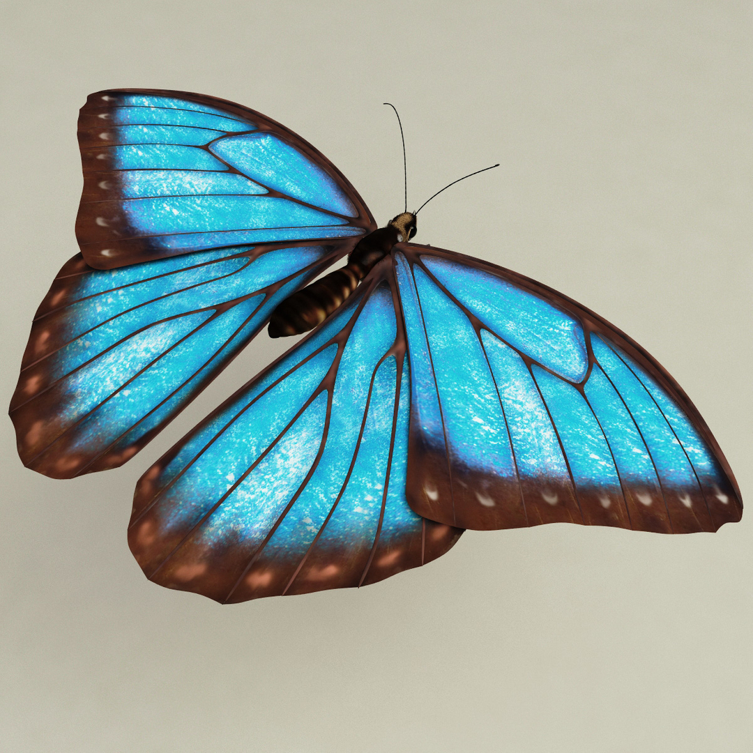 3d model of blue morpho butterfly rigged