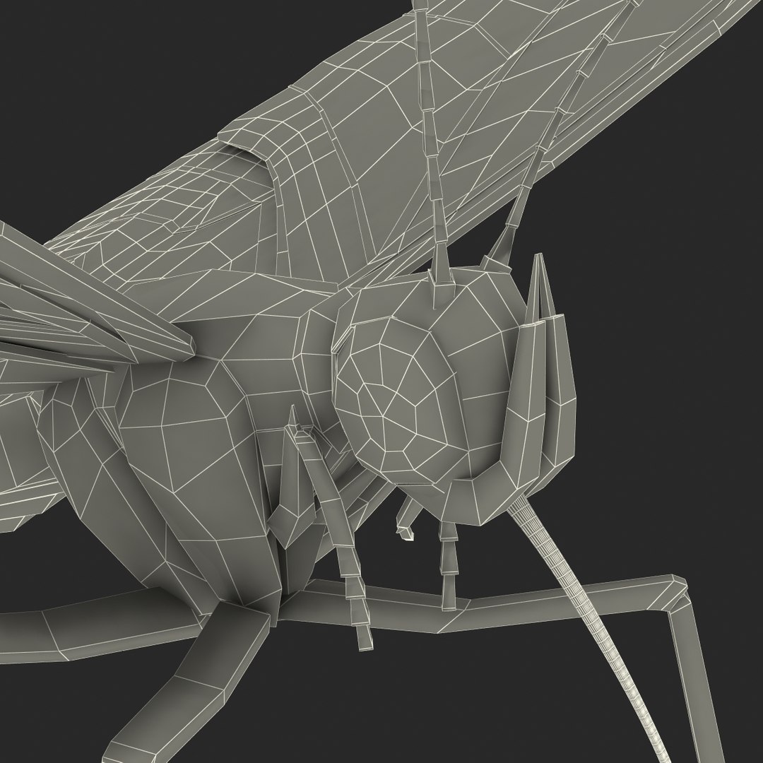 3d model of blue morpho butterfly rigged