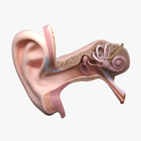 Anatomía Ear Gratis 3D Modelos para Descargar | TurboSquid