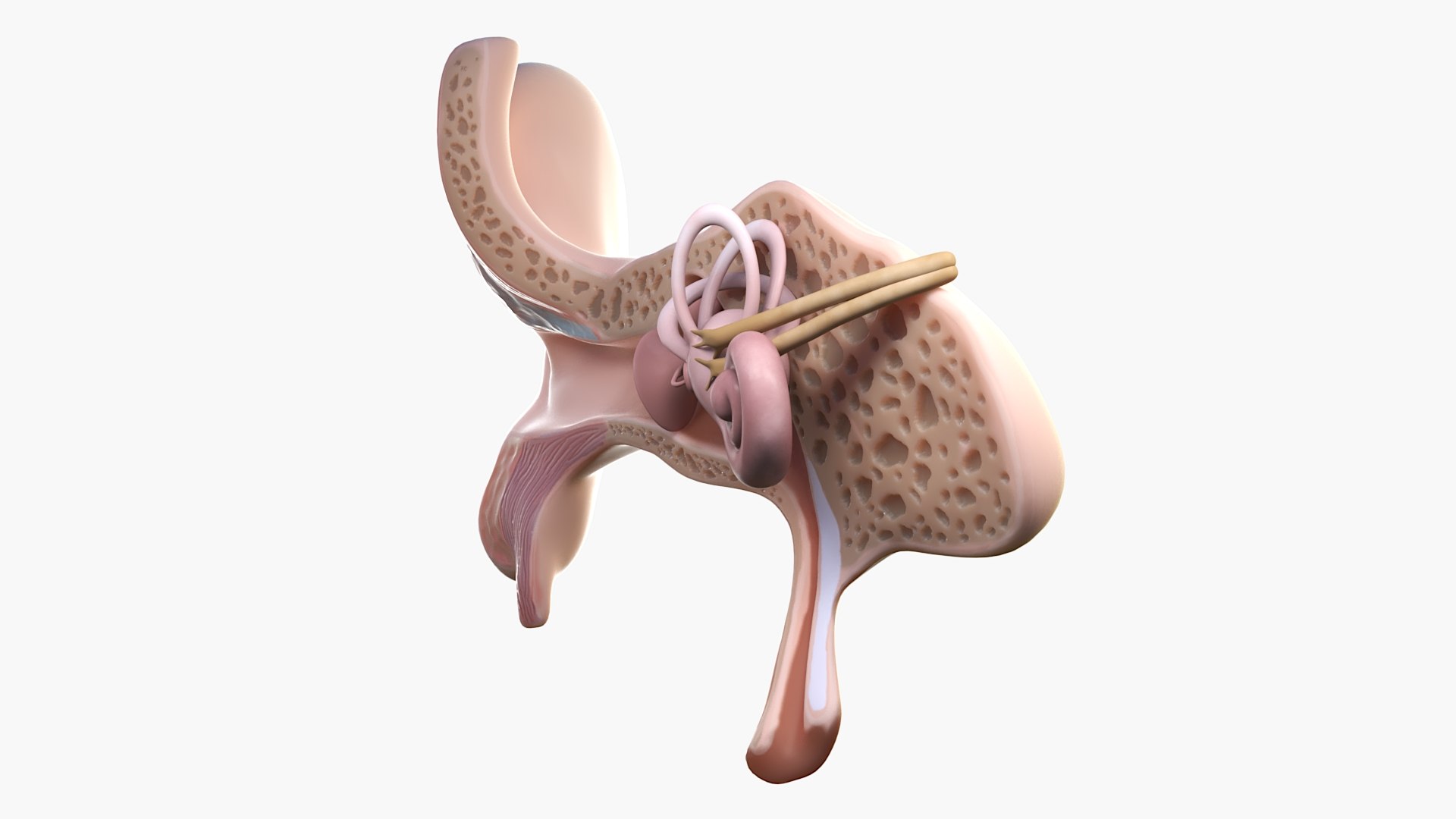 Ear Anatomy 3D Model - TurboSquid 1957295