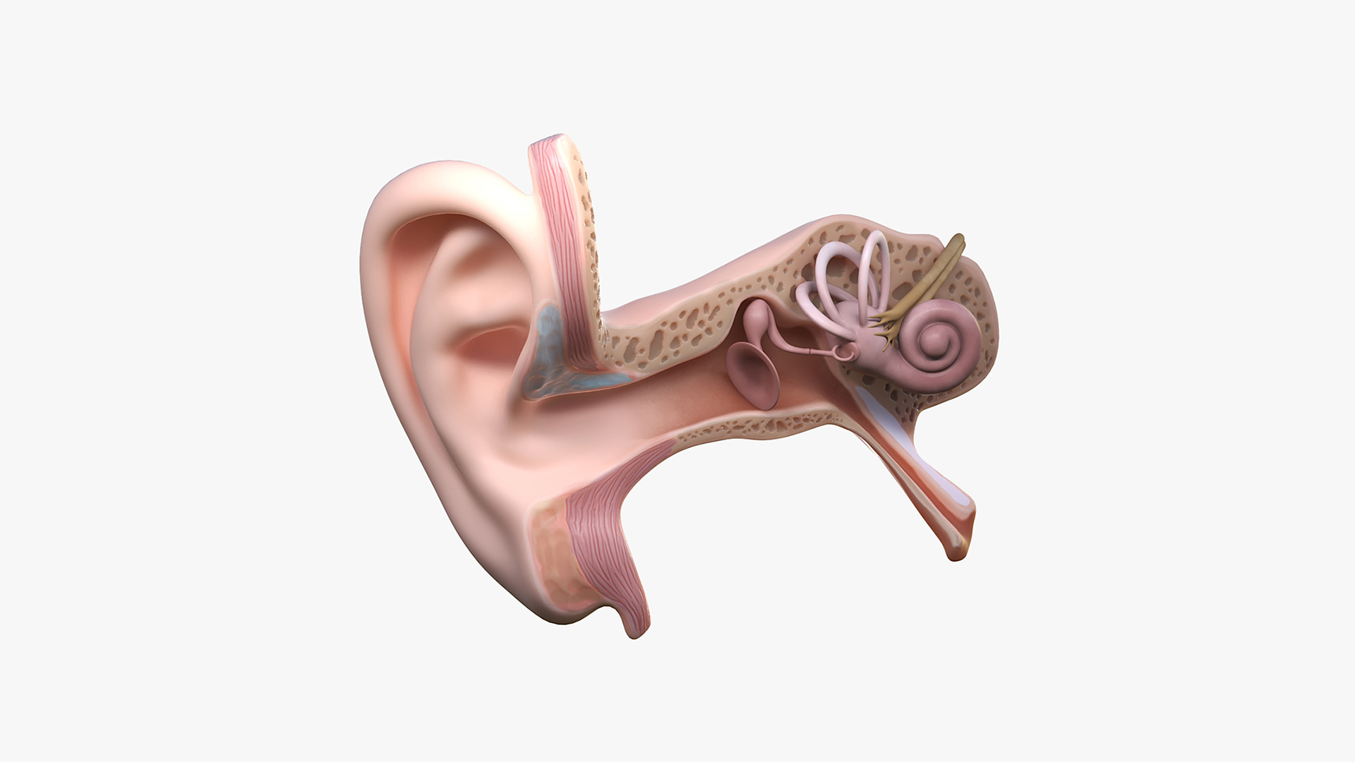 Ear Anatomy 3D model - TurboSquid 1957295
