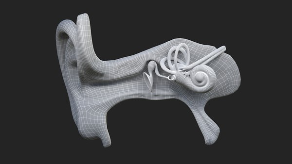 Ear Anatomy 3D model - TurboSquid 1957295