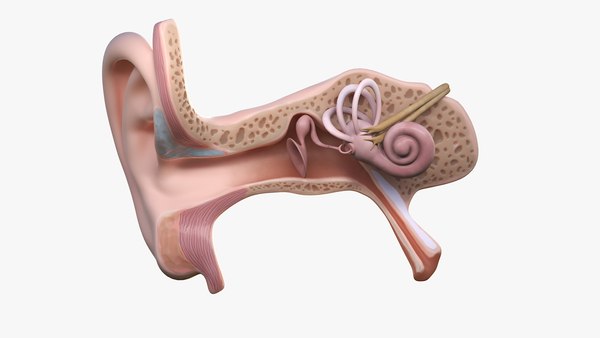 Ear Anatomy 3D model - TurboSquid 1957295