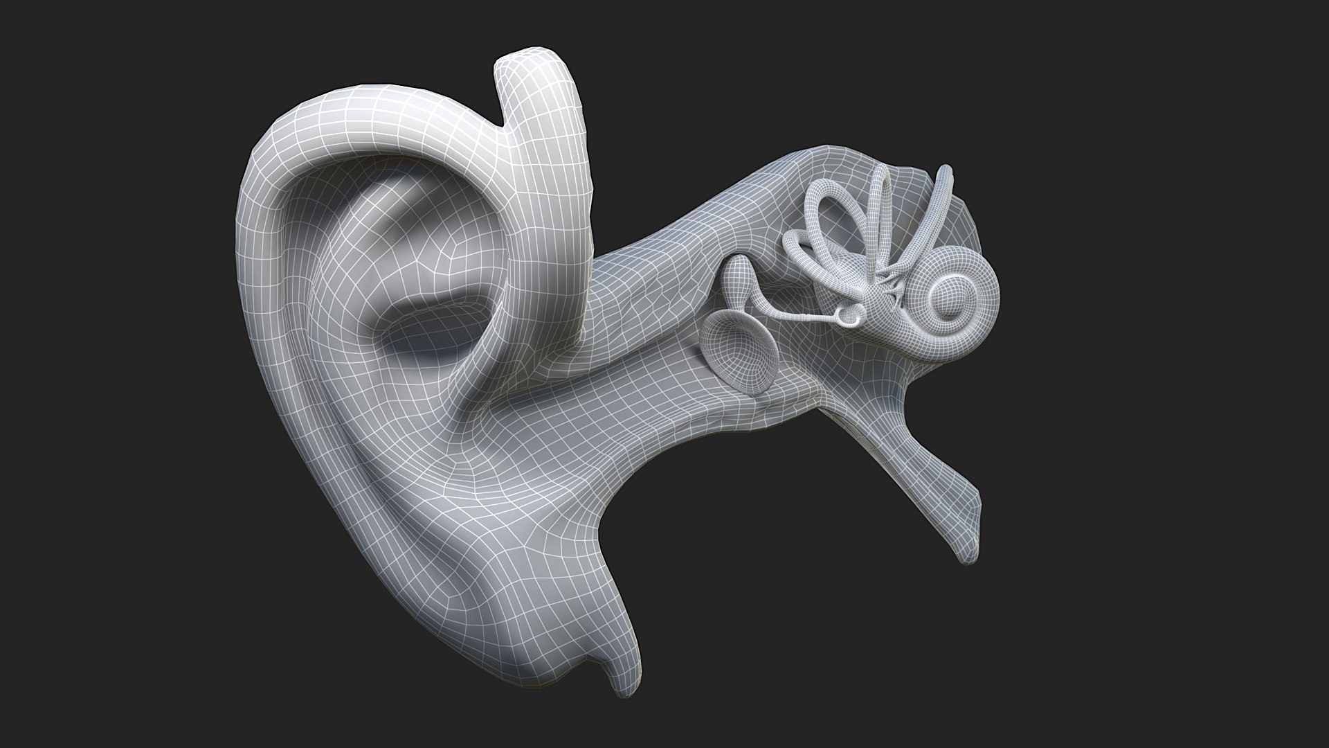 Ear Anatomy 3D Model - TurboSquid 1957295