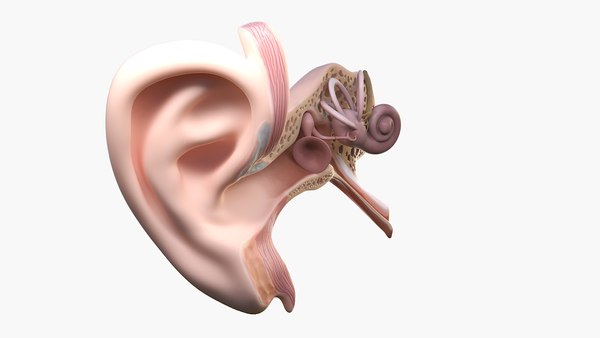 Ear Anatomy 3D 모델 - TurboSquid 1957295