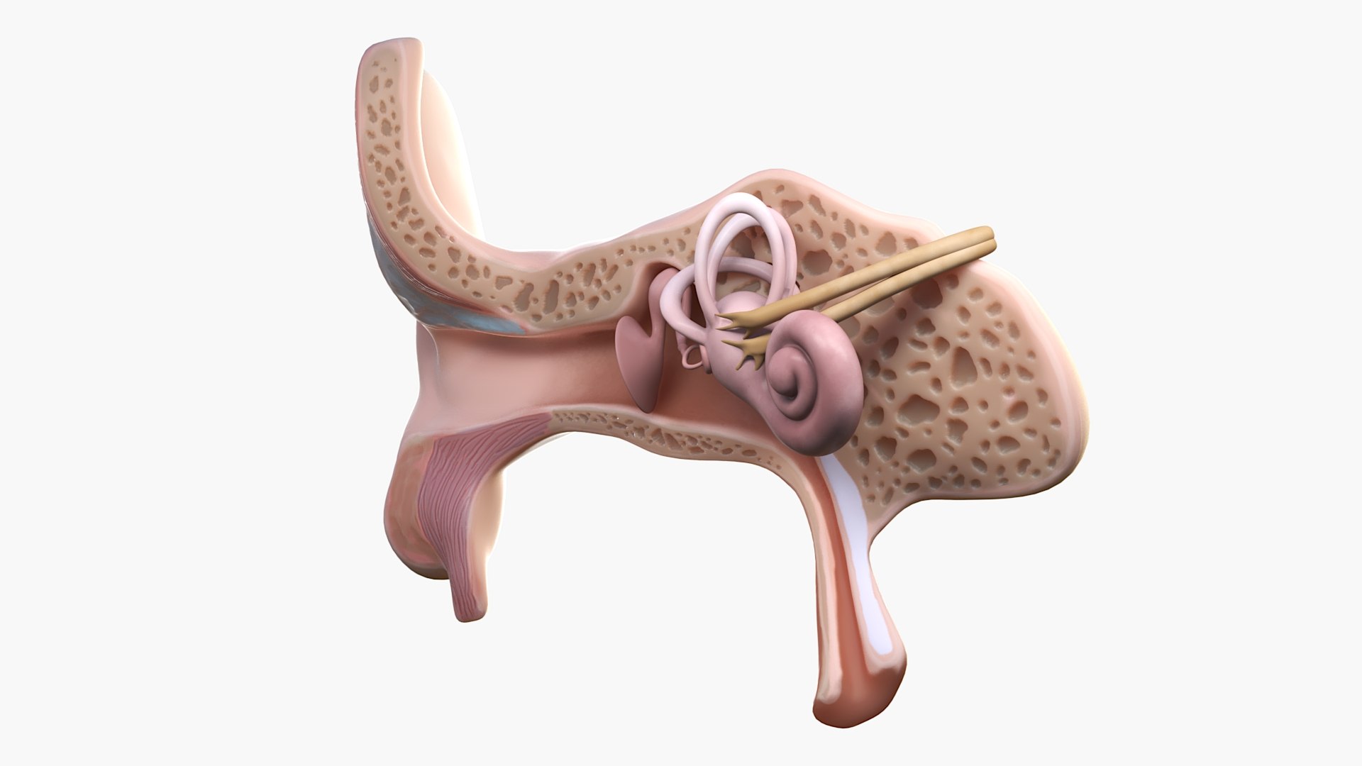 Ear Anatomy 3D Model - TurboSquid 1957295