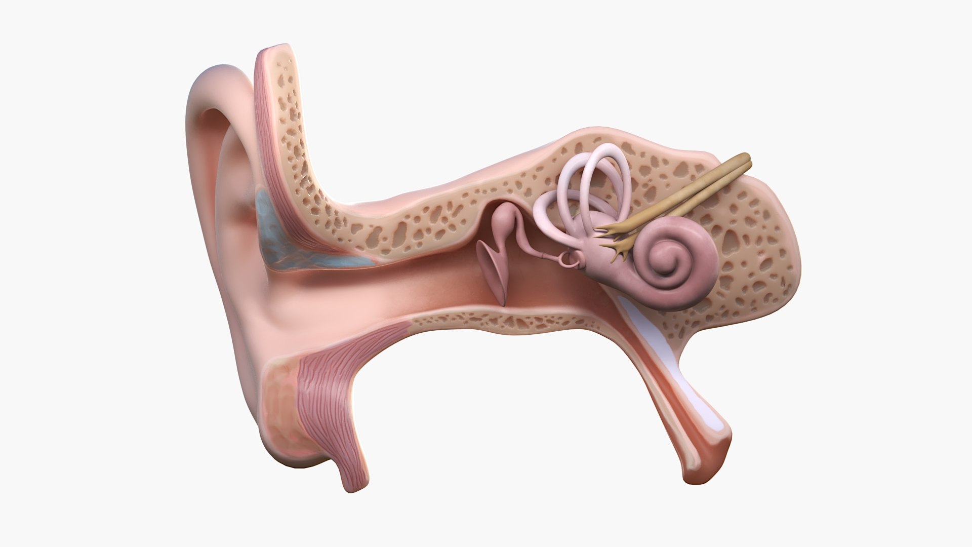 Ear Anatomy 3D Model - TurboSquid 1957295