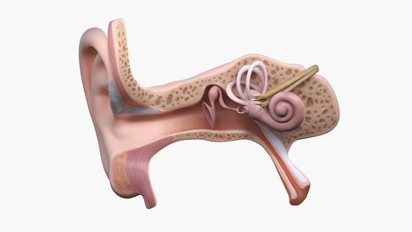 Ear Anatomy 3D model - TurboSquid 1957295