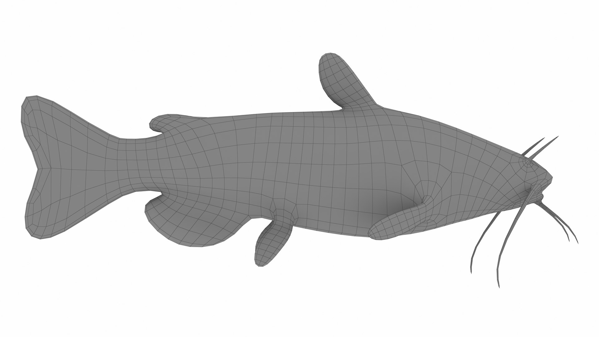 Catfish Model - TurboSquid 2386404