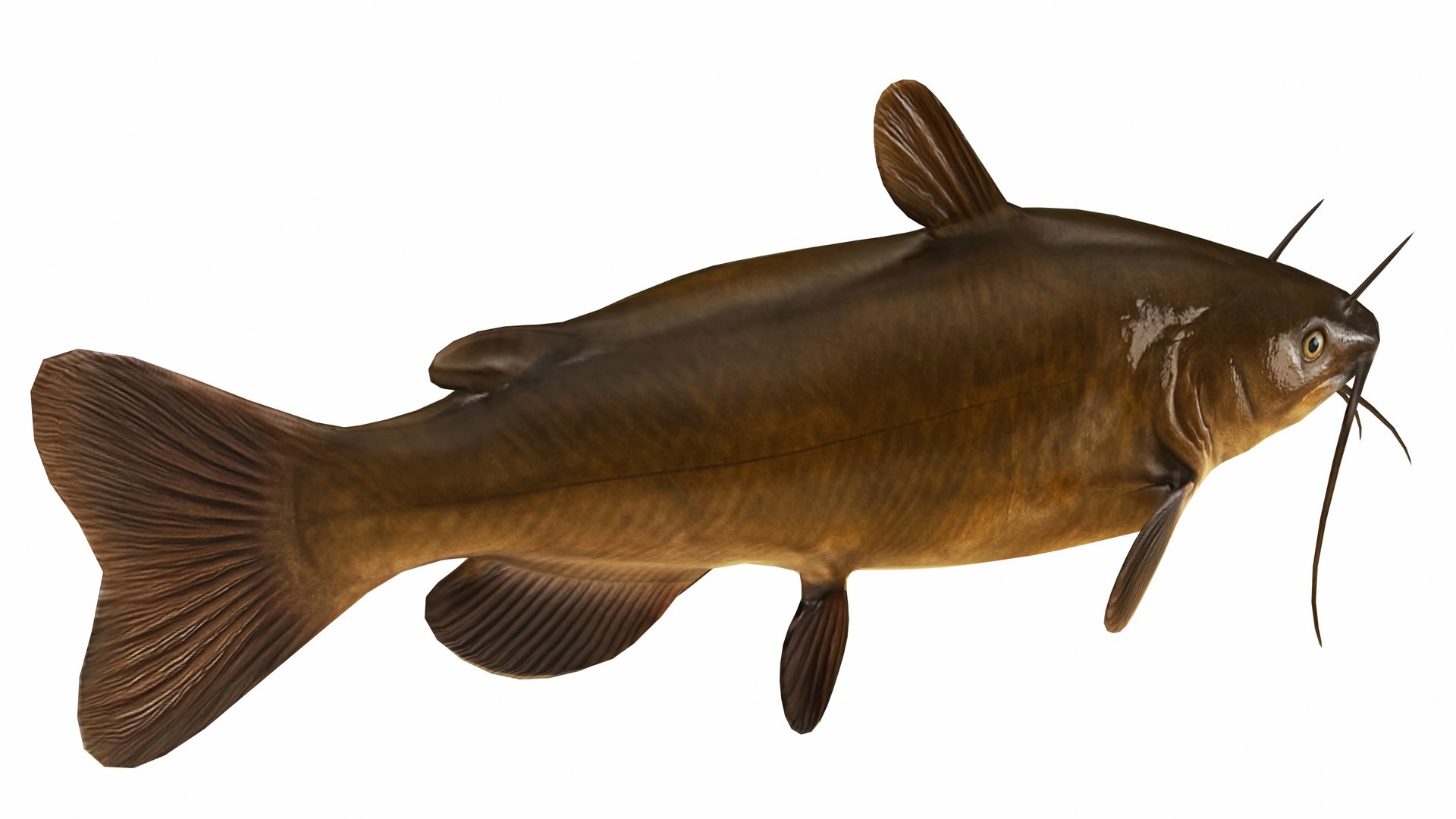Catfish Model - TurboSquid 2386404