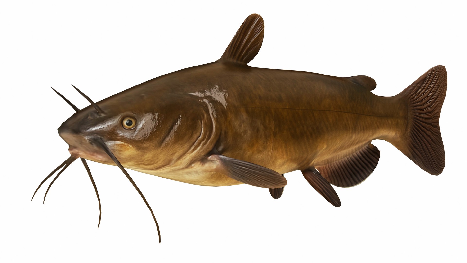 Catfish Model - TurboSquid 2386404