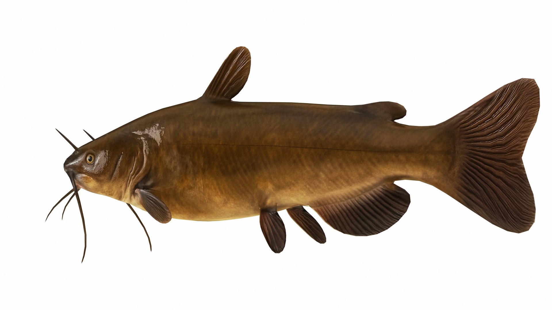 Catfish Model - TurboSquid 2386404