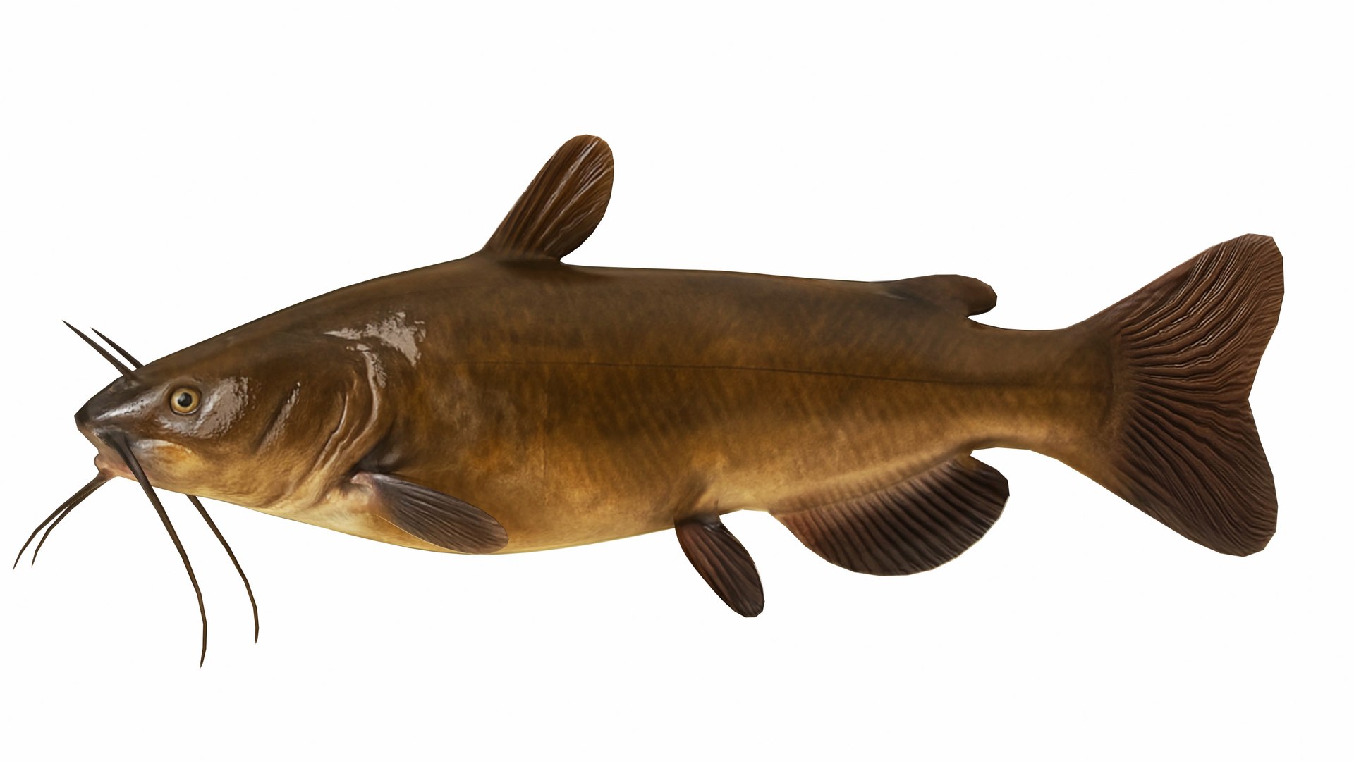 Catfish Model - TurboSquid 2386404