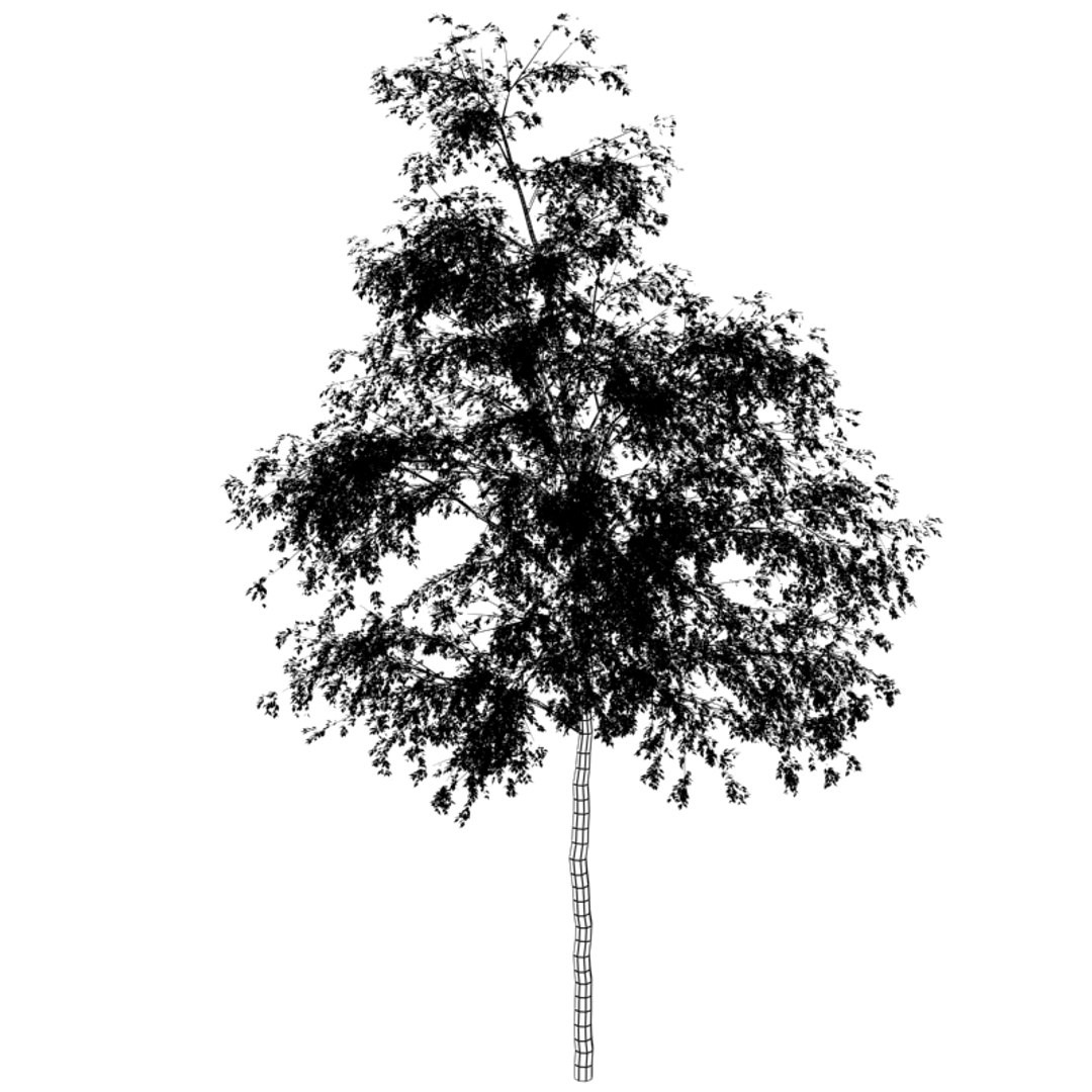 Lwo Populus Tremuloides Quaking Aspen