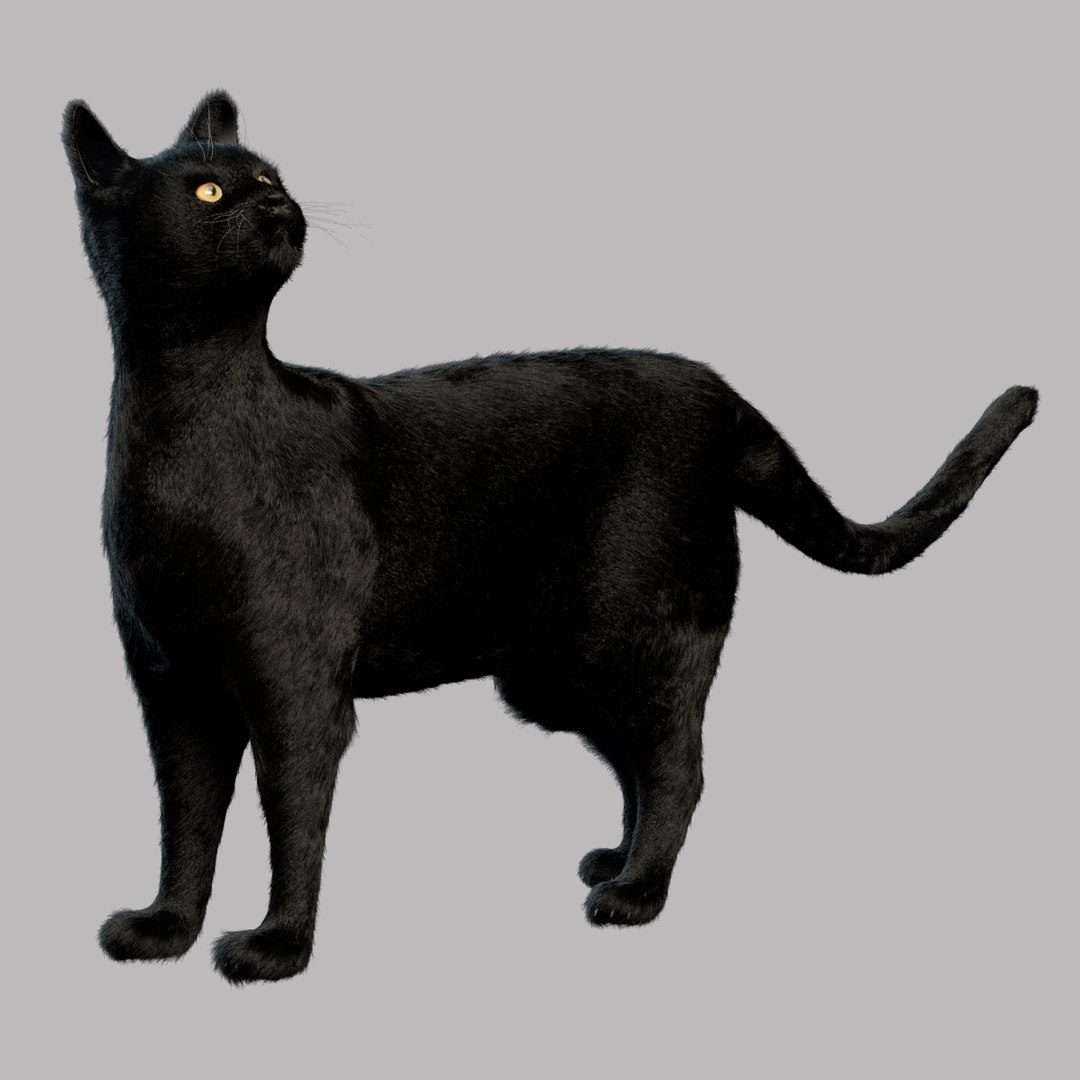3D Black Cat Fur - TurboSquid 1150062