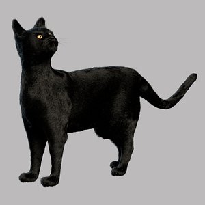 Download Free & Premium Black Cat 3D Models | TurboSquid