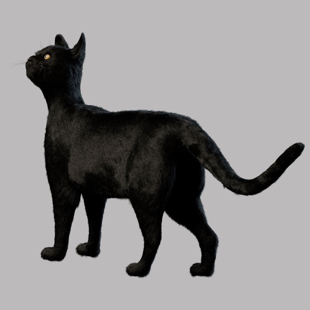 3D black cat fur - TurboSquid 1150062