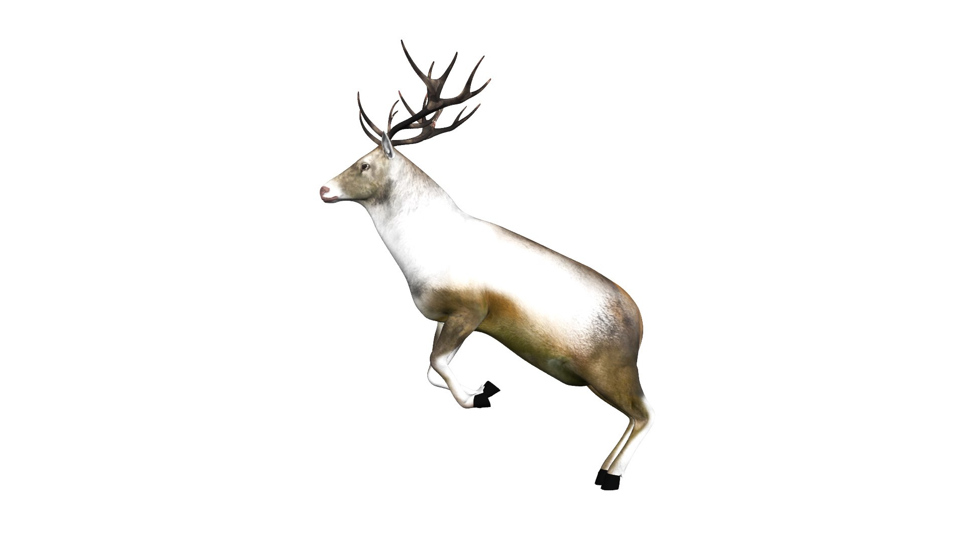 Rigged Reindeer Animations 3D Model - TurboSquid 1376469