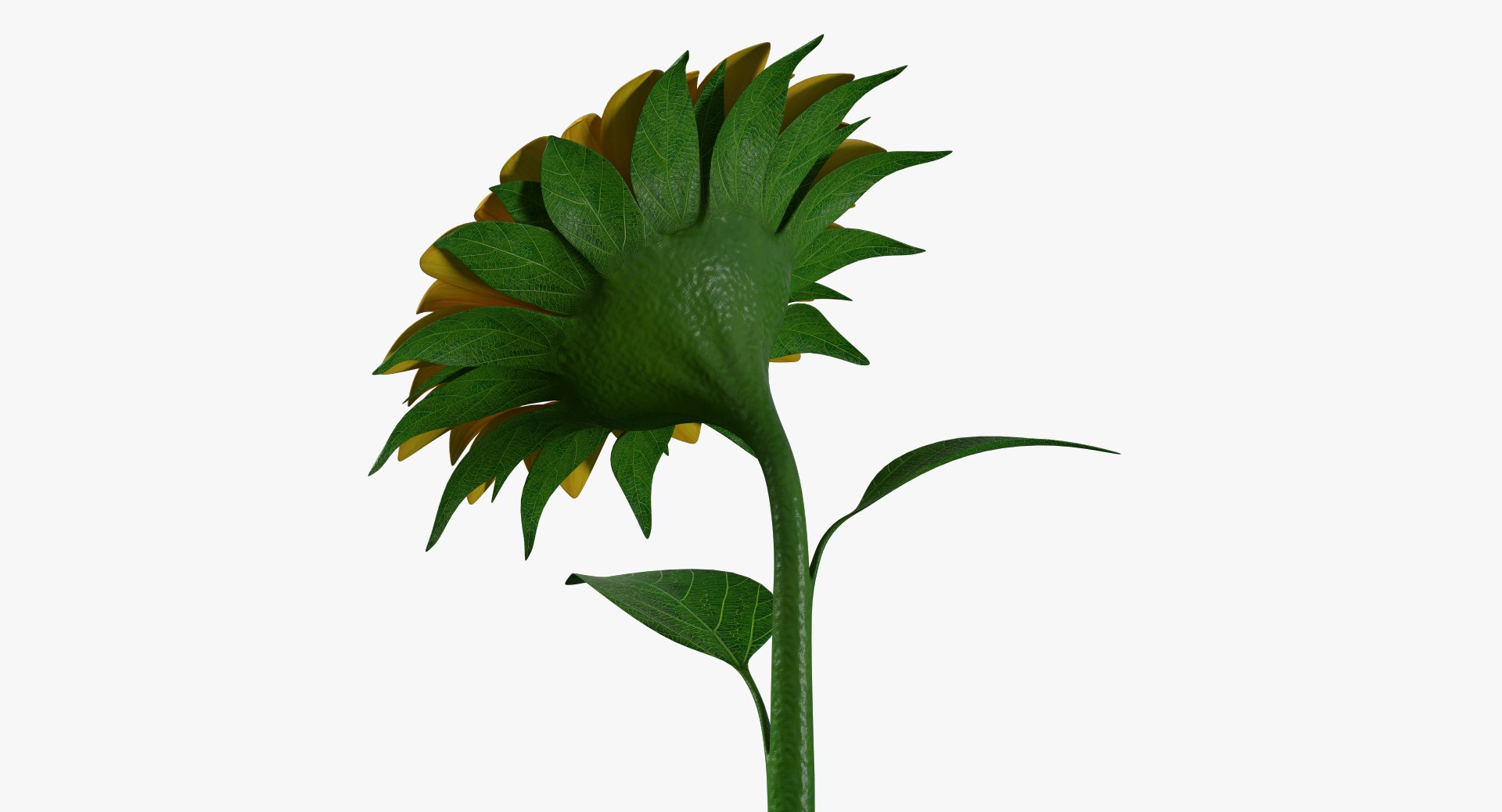 Cartoon Sunflower Flower 3d Max