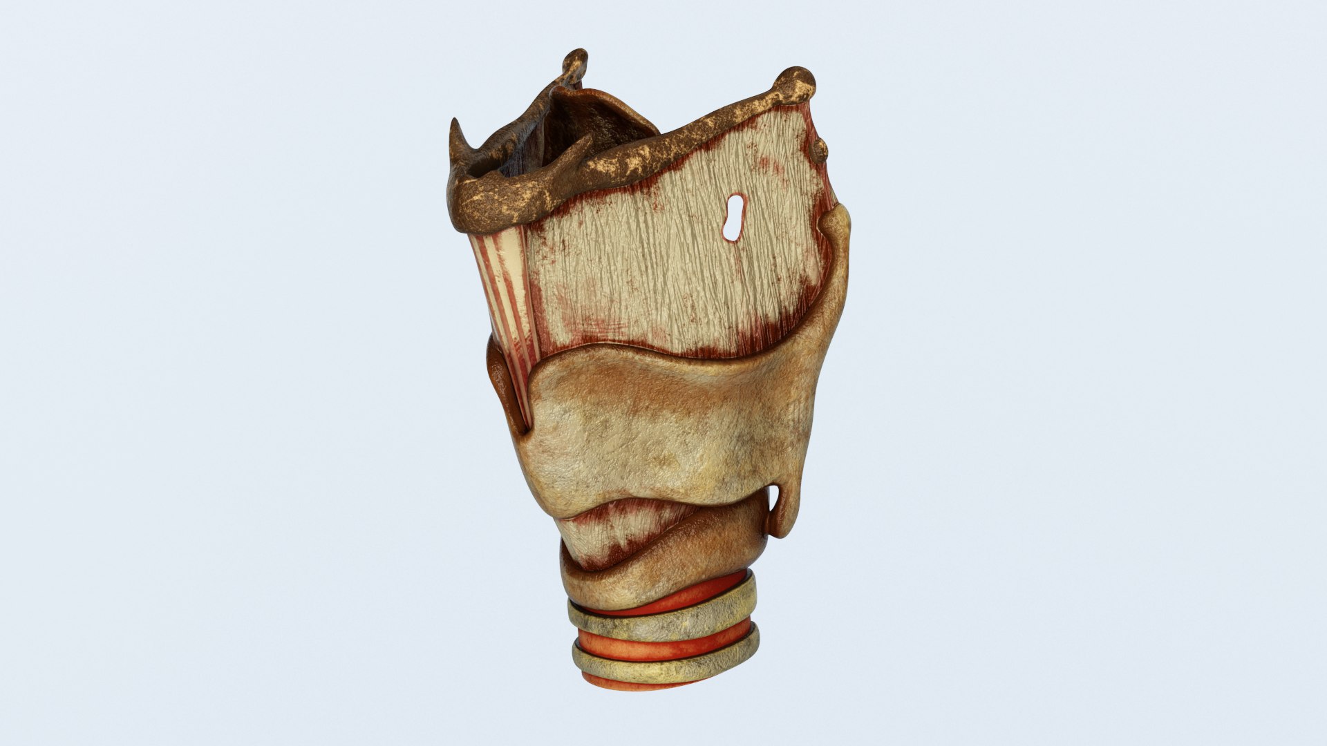 3D trachea heart lungs model - TurboSquid 1570805