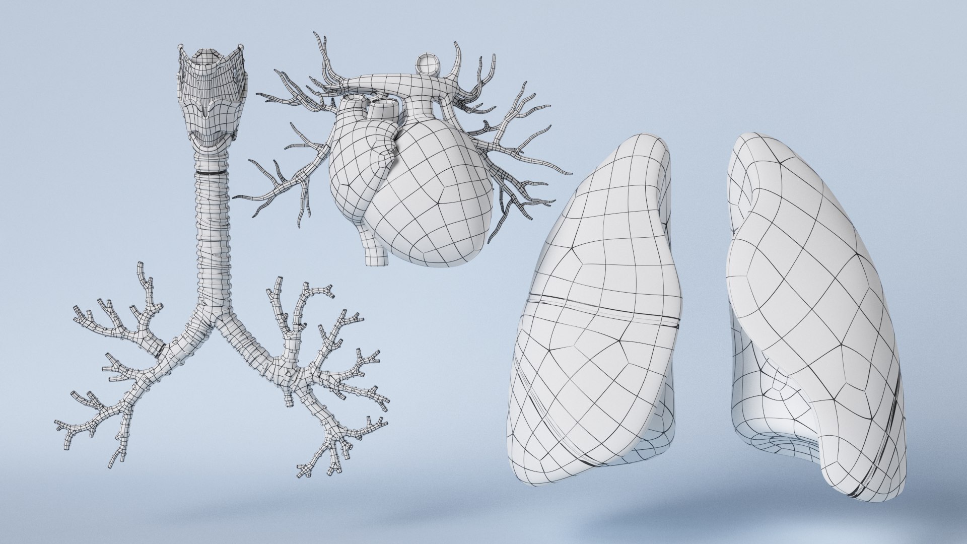 3D trachea heart lungs model - TurboSquid 1570805