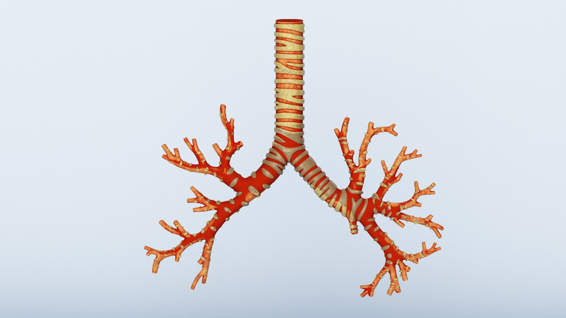 3D trachea heart lungs model - TurboSquid 1570805